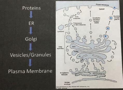 Biochemistry Intracellular Transport And Protein Sorting E1 Flashcards Quizlet