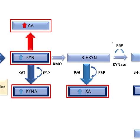 The Involvement Of Kynurenine Pathway Metabolites In The Pathogenesis
