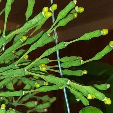 Dancing Bones Cactus Hatiora Salicornioides
