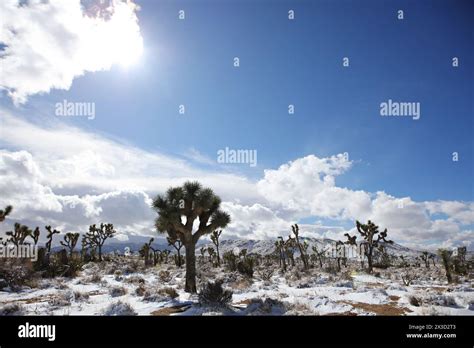 Snow Clad Joshua Trees Under A Radiant Sky With Fluffy Clouds Stock