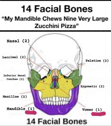 Facial Bones Mnemonics Facial Bones Human Anatomy And Physiology Medical School Essentials