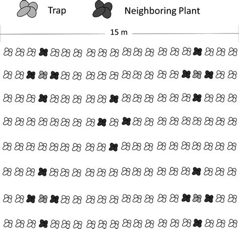 Field Layout For One Of Four Plots In The Vicinity Effect Experiment Download Scientific