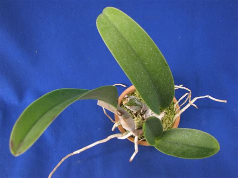 Yahoo オークション C Walkeriana`miwa