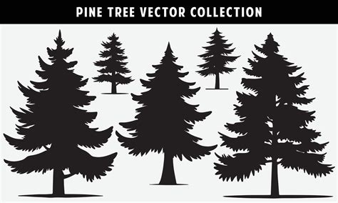 Set Of Pine Trees Silhouettes Vector Graphics For Design 25901534