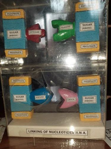 RNA Models At Best Price In Agra By M S Biotech Scientific Industries ID 26443374733