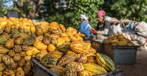 El Cultivo De Cacao De Problema Ambiental A La Solución Sostenible