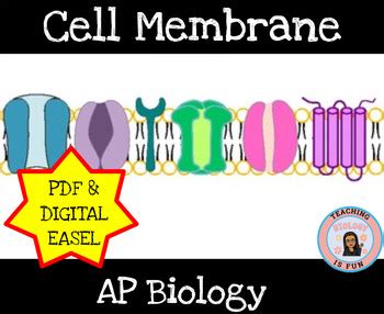 Cell Membrane AP Biology Channel Proteins Transport Of Molecules