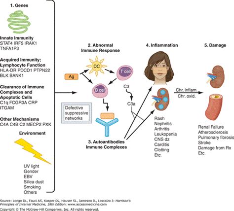 Chapter 319 Systemic Lupus Erythematosus Harrisons Principles Of Internal Medicine 18e