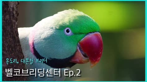 앵친소 젠틀한 앵무새를 키우고 싶다면 이 앵무새 키우세요 대본청 목도리앵무새 Youtube