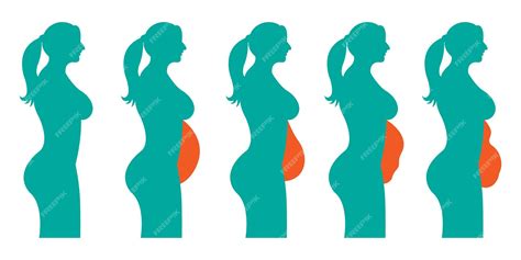 Características Das Camadas De Gordura Abdominal Das Mulheres Camada De
