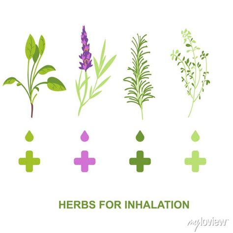 Set Of Bronchitis Inhaler Medicinal Herbs Illustration Vector Posters