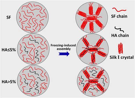 Schematic Illustration Of The Effect Of Hyaluronic Acid Content On The