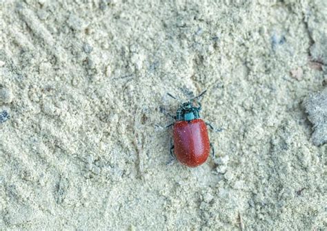 Chrysomela Sp Brown Bug Crawling On White Sand Dorsal View Stock Image Image Of Outdoors