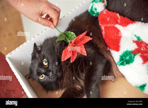 Angry Black Cat Looking At Camera Being Teased With A Red Christmas