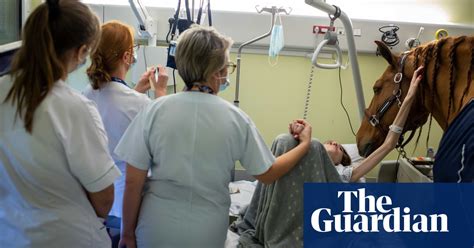 ‘doctor Peyo The Horse Comforting Cancer Patients In Calais In