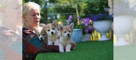 Собака купить в Магнитогорске Животные и зоотовары Авито