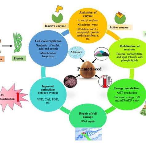 Pdf Seed Priming A Potential Supplement In Integrated Resource