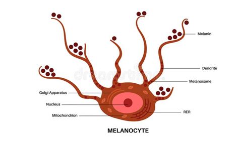 Melanin And Melanocytes Stock Illustration Illustration Of Pheomelanin