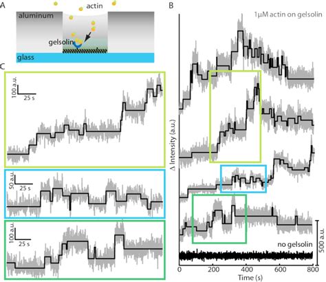 Observation Of Gelsolin ­ Mediated Actin Filament Nucleation And Download Scientific Diagram