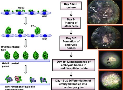 Schematic Presentation Of Growth And Differentiation Of Mouse Embryonic