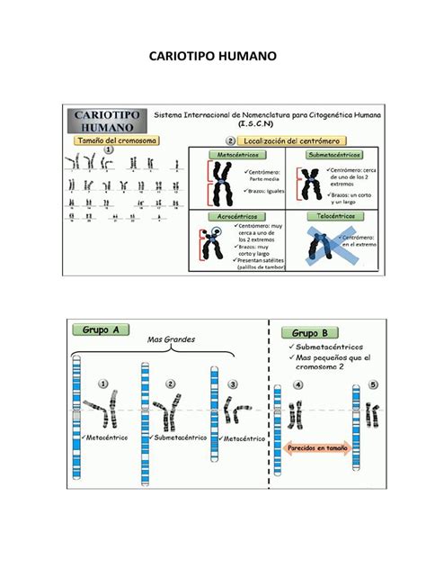 Cariotipo Humano Pdf
