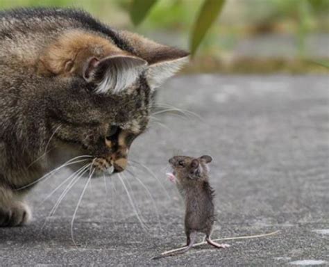 いいこと教えてあげる。猫がネズミを食べると、病原菌が移ったり、食中毒になることがあるよ。異変を感じたら、すぐに病院へ。 写真で一言ボケて