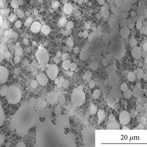 SEM Images Of A PCL CS B Drug Loaded PCL CS And C Drug Loaded Download Scientific