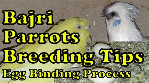 Australian Parakeets Mesmerizing Nesting Behavior Caught On Camera