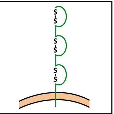 Cytokines Chemokines And Their Receptors Flashcards Quizlet