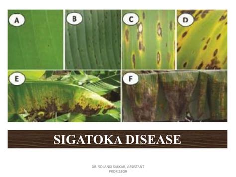 Common Banana Diseases Identification And Management Ppt