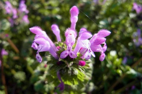野草の花 ホトケノザ仏の座 気楽に気ままに趣味生活