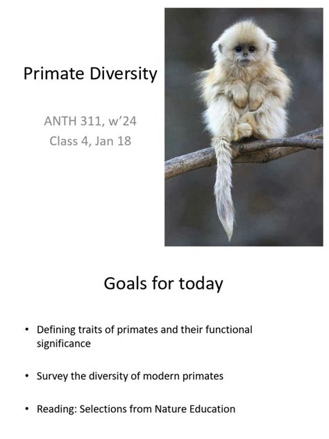 Class 4 Primate Diversity Pdf