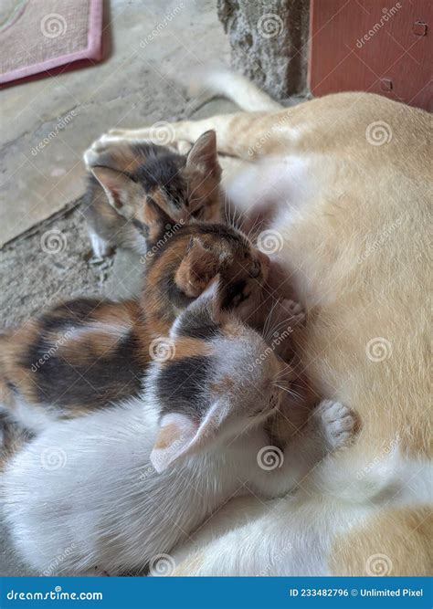 Gata Madre Amamantando A Sus Tres Gatitos Foto De Archivo Imagen De Mascota Tres
