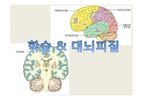 뇌의 구조 연구 학습과 대뇌피질 대학레포트 의약학