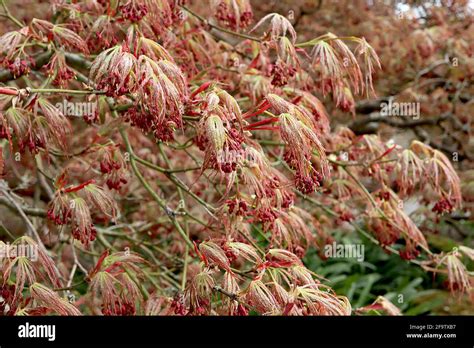 Acer Palmatum Dissectum ‘atropurpureum Japanese Cutleaf Maple