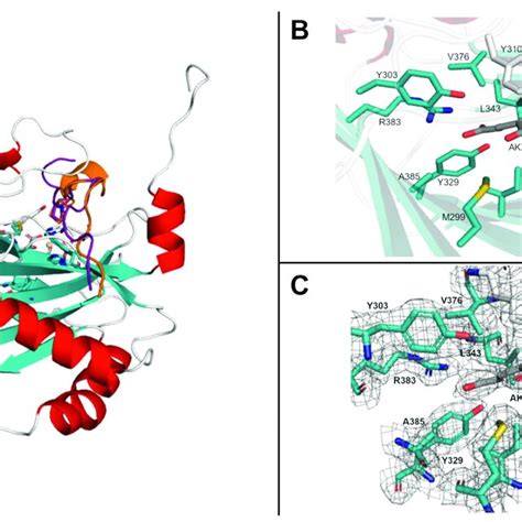 Total Cluster Numbers Of Phd2hif 1α Phd2hif 2α Phd2hif 2α With