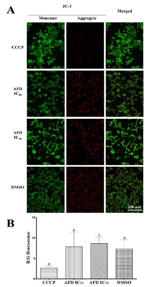Jc 1 Staining Showed That Afd Did Not Induce Mitochondrial Membrane