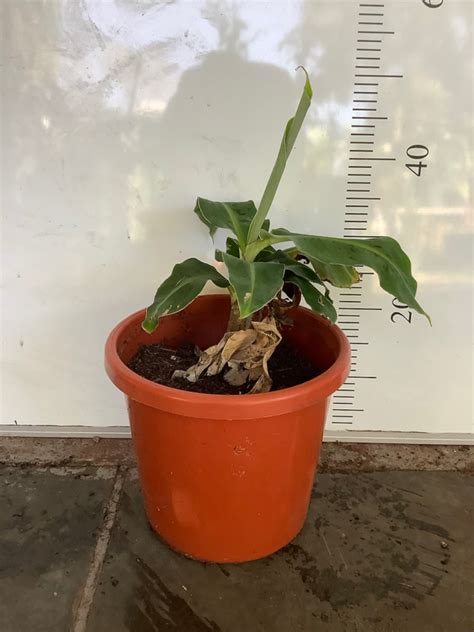 Dwarf Banana Tree Musa Nathan Perth Wa