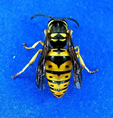 Yellow Jacket Wasp Male Vs Female At Todd Briones Blog