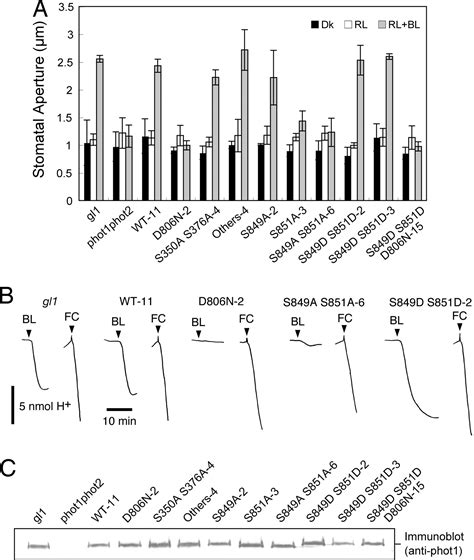 Blue Light Induced Autophosphorylation Of Phototropin Is A Primary Step For Signaling Pnas