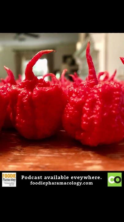 Primos Peppers From Superhot This Week On Foodie Pharmacology Youtube