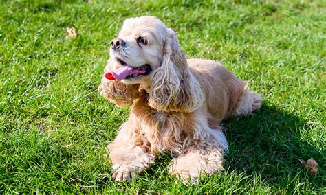 Cocker Spaniel Dog Cocker Spaniel Breed Characteristics Care