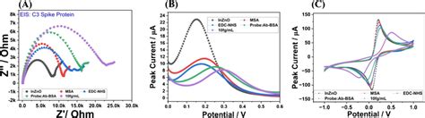Biofunctionalization Process With The Anti C3 Antibody Using Multiple Download Scientific