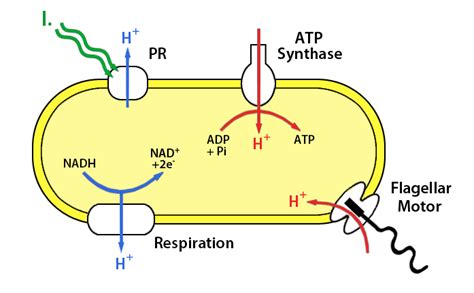 3 Simplified View Of Transmembrane Proton Fluxes In A Pr Bearing Download Scientific Diagram
