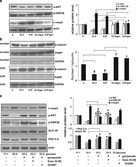 Geniposide Activated β Catenintcf7l2 Signaling In β Cell A