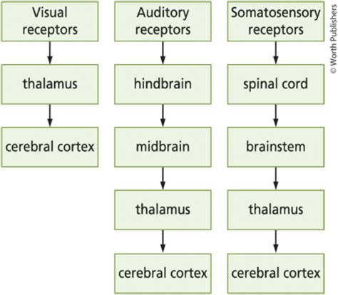 PSYC 375 FINAL Chapter 9 Flashcards Quizlet PSYC 375 FINAL Chapter 9 Flashcards Quizlet