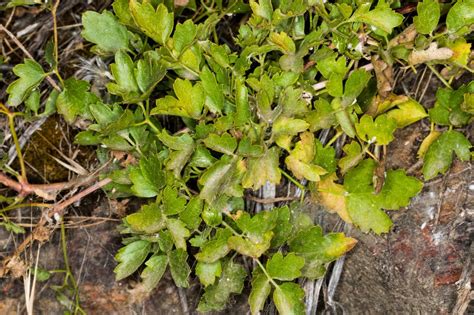 Сельдерей пахучий (Apium graveolens) - PictureThis