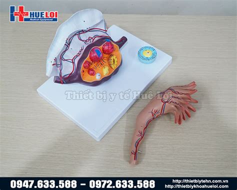 Mô Hình Giải Phẫu Buồng Trứng Và Các Giai đoạn Phát Triển Của Nang Trứng