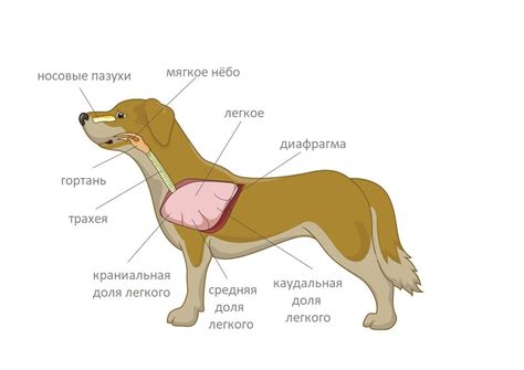 Внутреннее строение собак