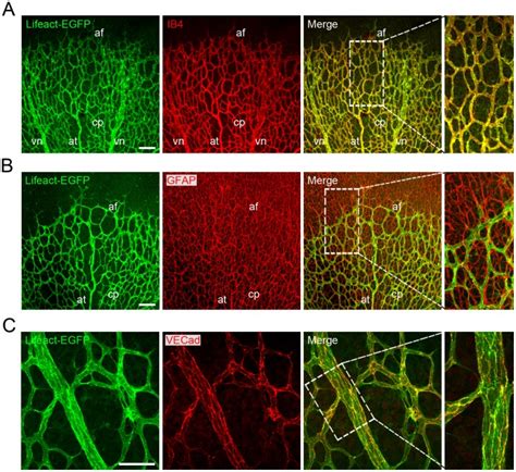 Ib4 A In Red Gfap B In Red Or Vecad C In Red Staining Of